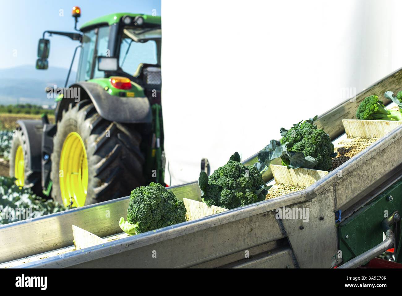 Harvest broccoli in farm with tractor and conveyor. Workers picking ...