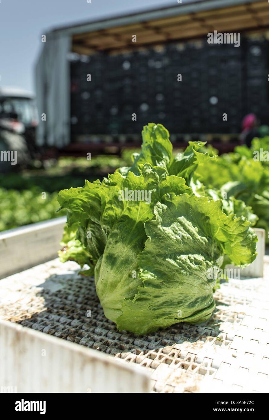 Tractor with production line for harvest lettuce automatically. Lettuce ...