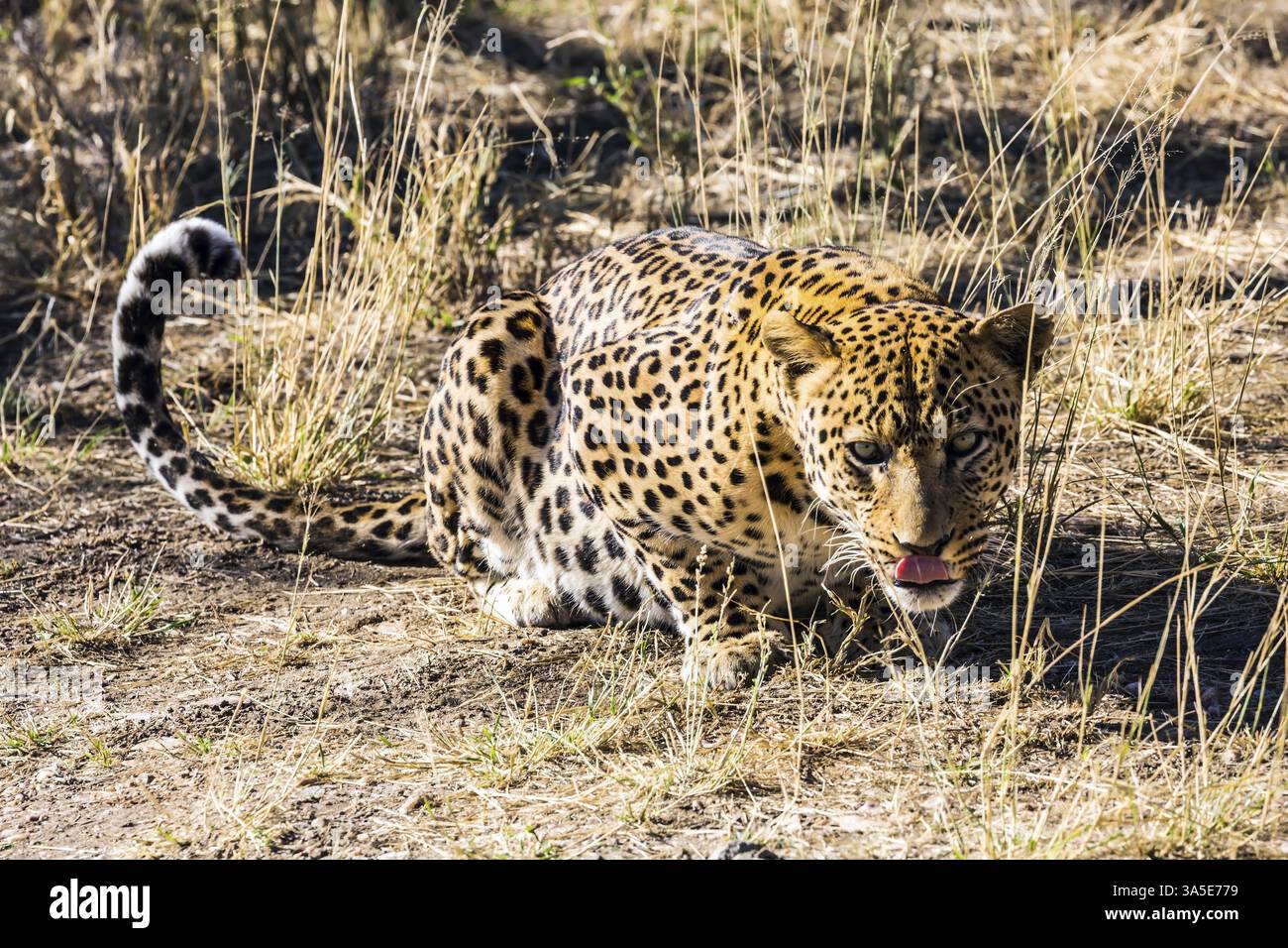 Feeding a huge leopard. Private farm safari in Namibia Stock Photo - Alamy