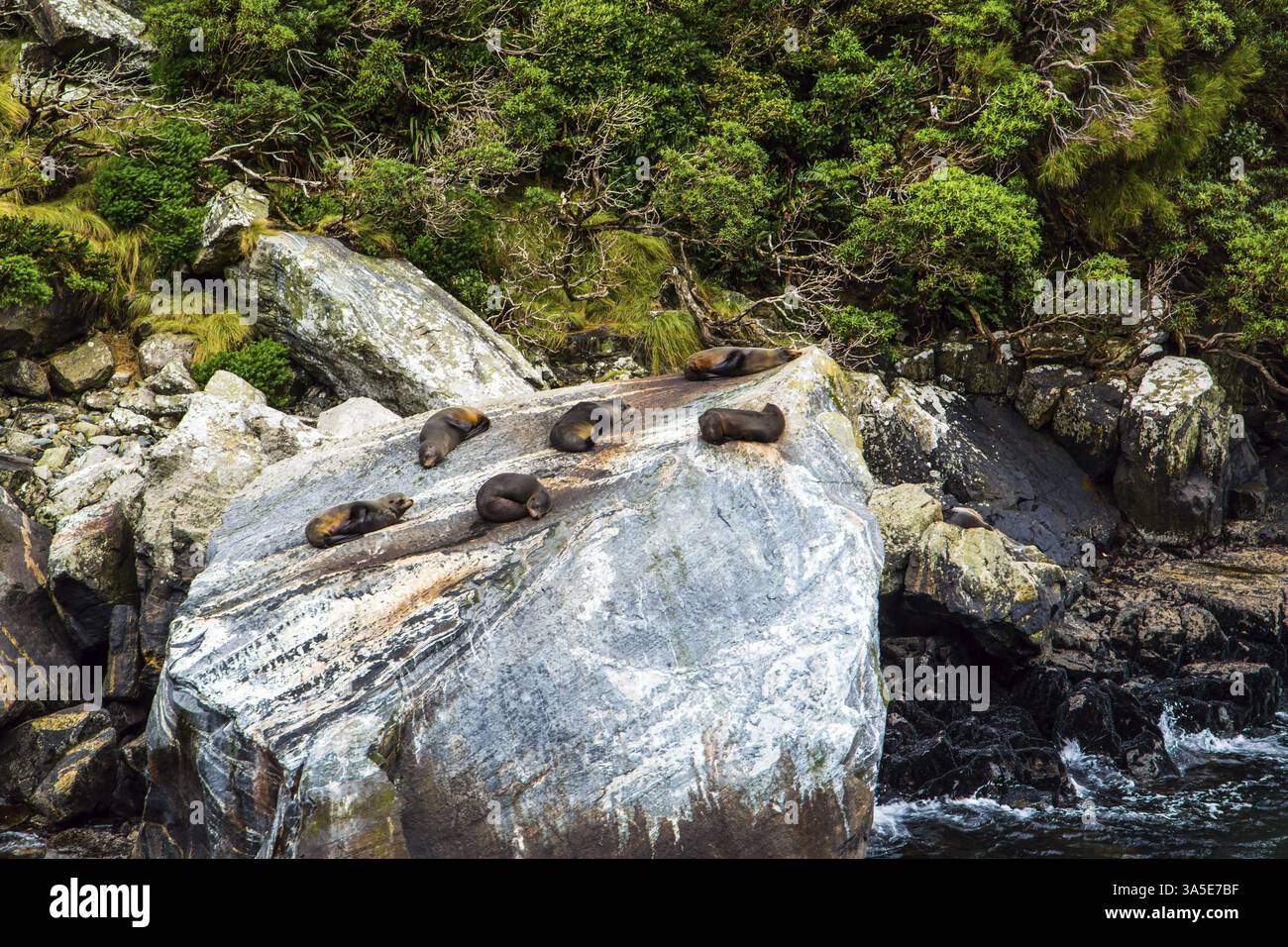 Family of sea lions resting on a large rock. New Zealand. Milford Sound ...