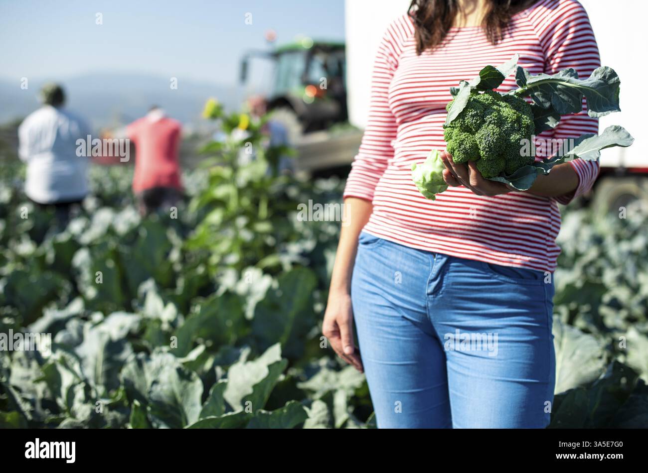 Worker shows broccoli on plantation. Picking broccoli. Tractor and ...