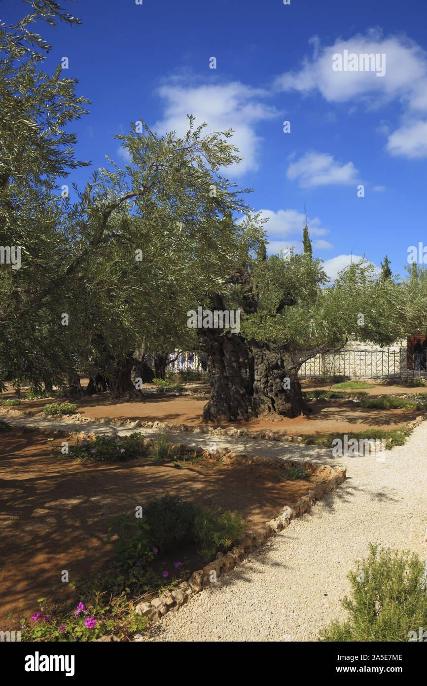 The path between the old olive trees in the Garden of Gethsemane ...
