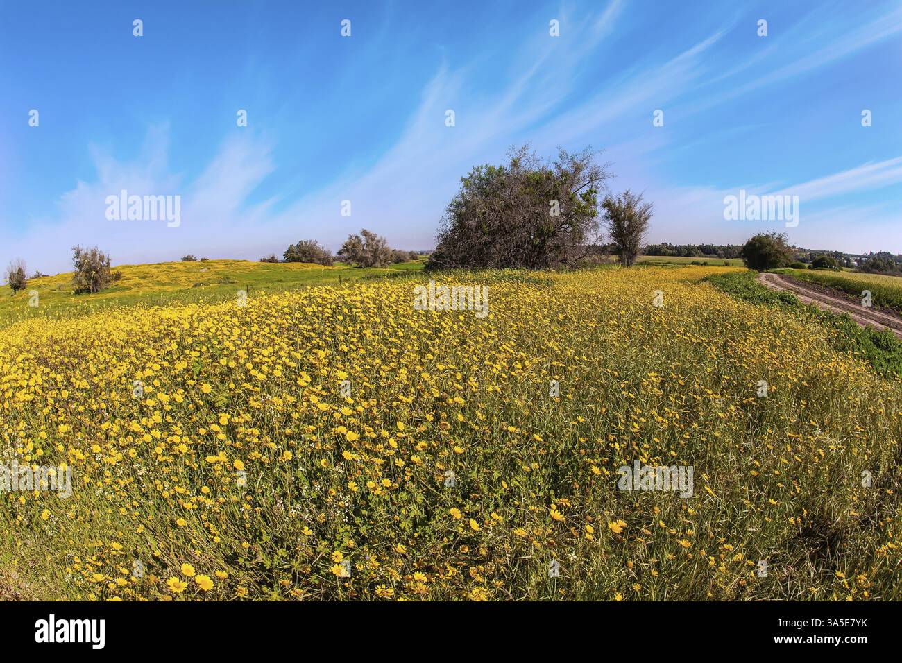 Spring bloom of the Negev Desert in Israel. Field of blooming daisies ...