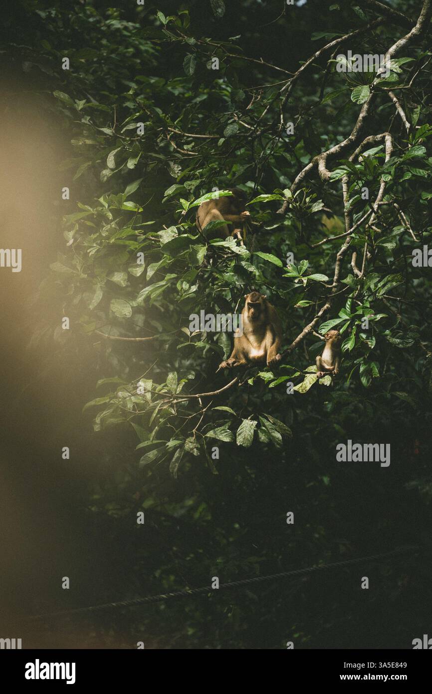 Two monkeys crouching on branched branches amidst green leaves, Borneo ...