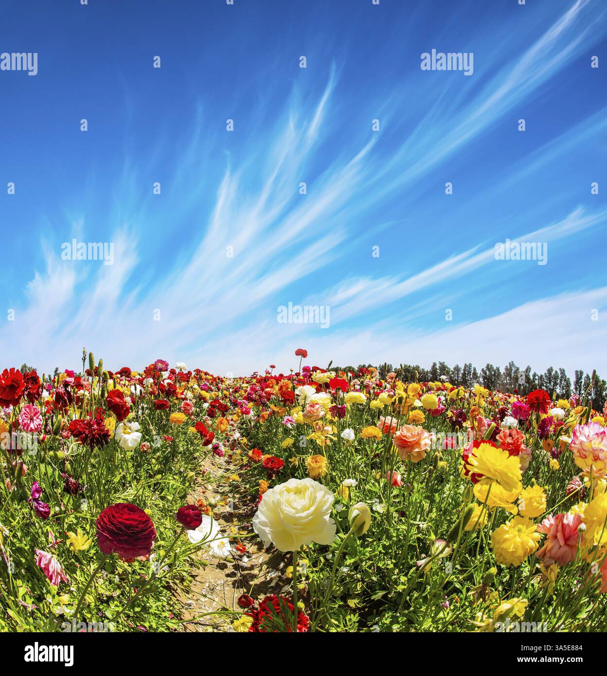 Bright beautiful multi-colored garden buttercups grow in a kibbutz ...