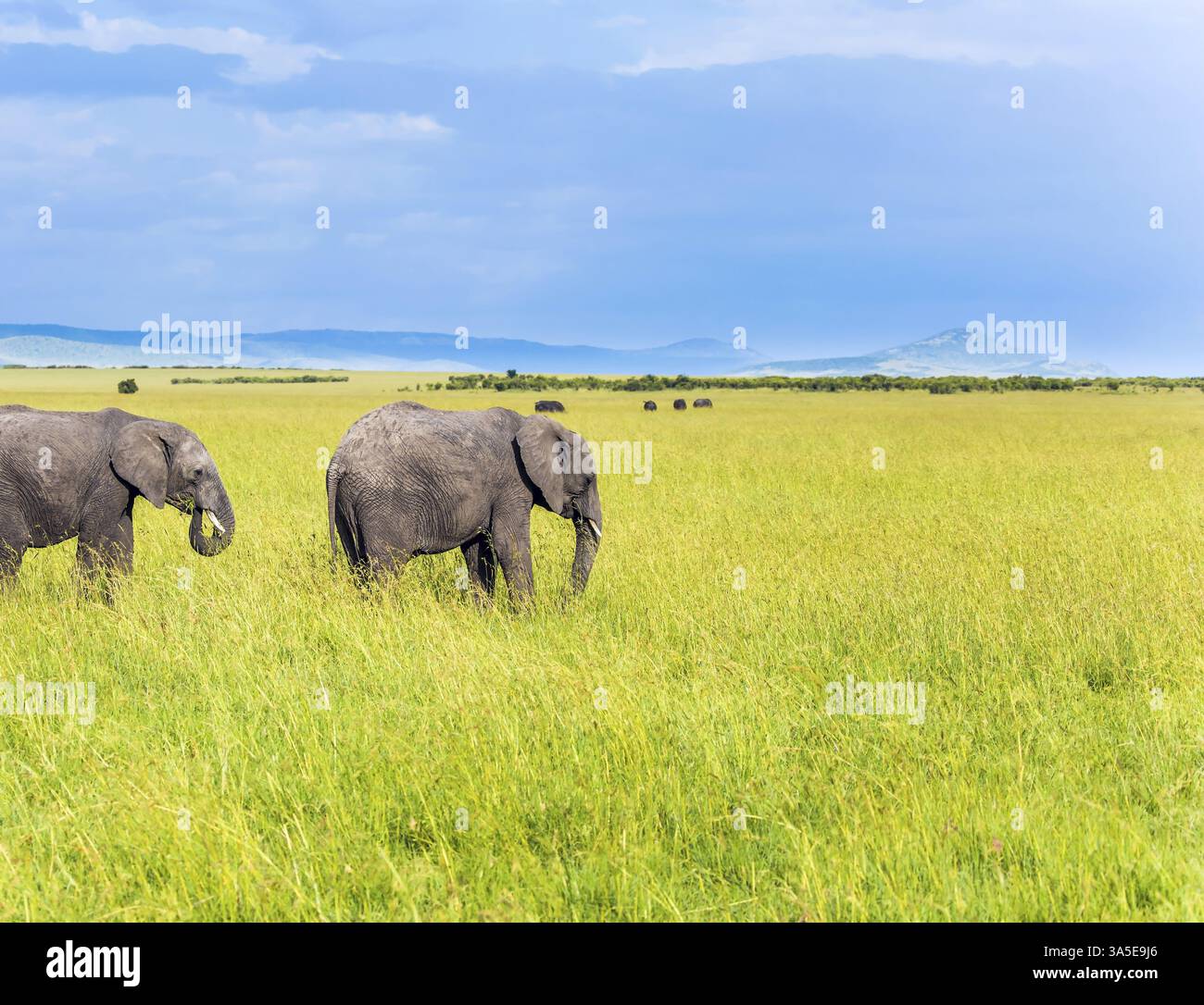The famous Masai Mara Reserve in Kenya. Africa. Pair of steppe elephant ...