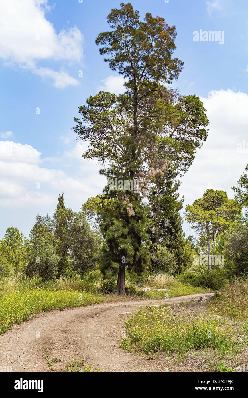 Beautiful day in early spring in Israel. The dirt road curves ...