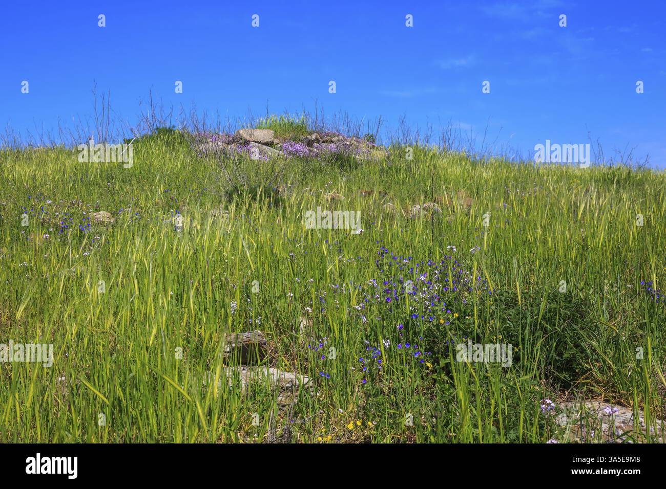 Gentle hills covered with fresh grass and wild flowers. Spring ...