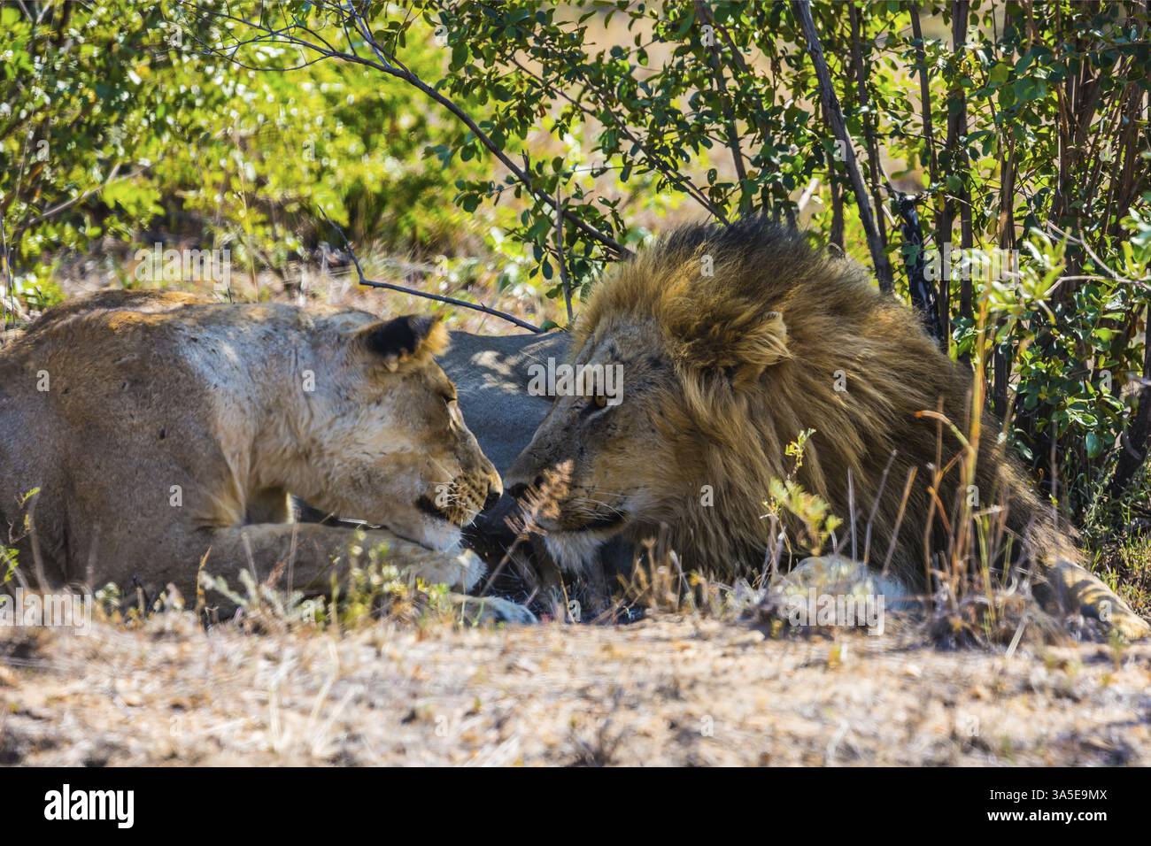 Animals in South Africa. The famous Kruger National Park. Gentle lion love. Lion and lioness ...