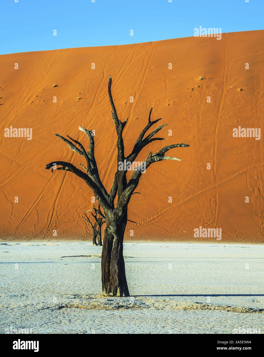Orange dune. The bottom of dried lake Deadvlei, with dry trees ...