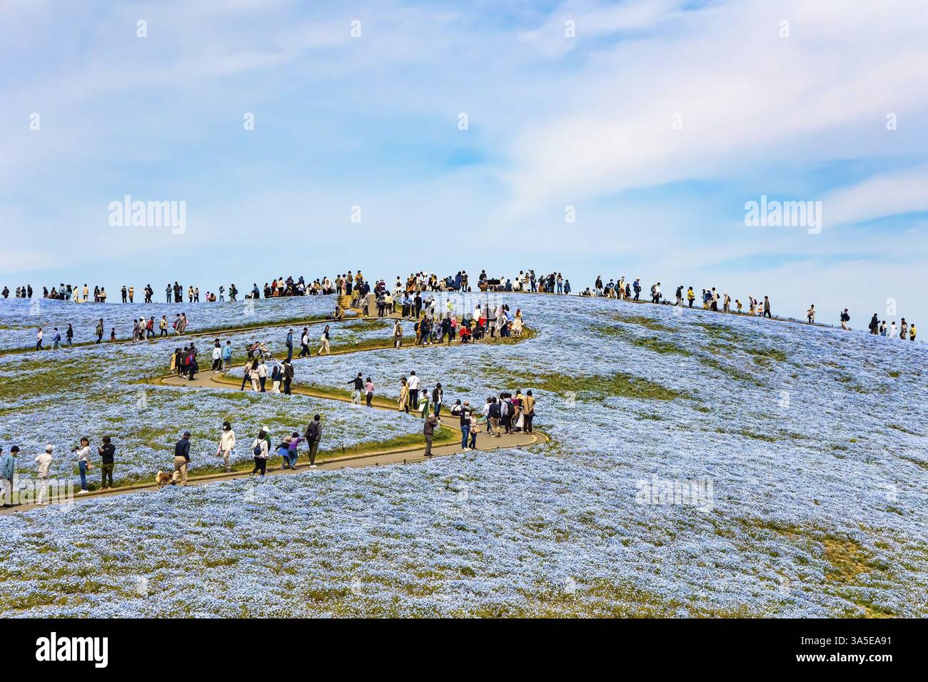 HITACHI SEASIDE PARK, JAPAN, APRIL 26, 2023: Festival of spring and ...