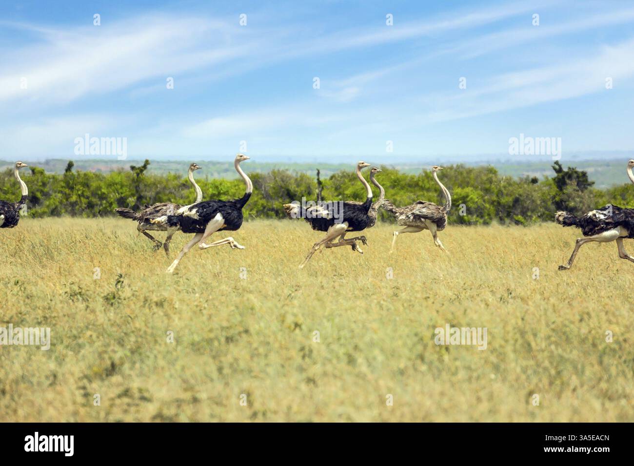 Gorgeous African ostriches run from danger. Magnificent trip to the ...