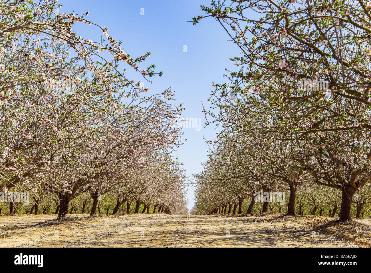 Smooth rows of trees on the red earth. Early spring in Israel ...