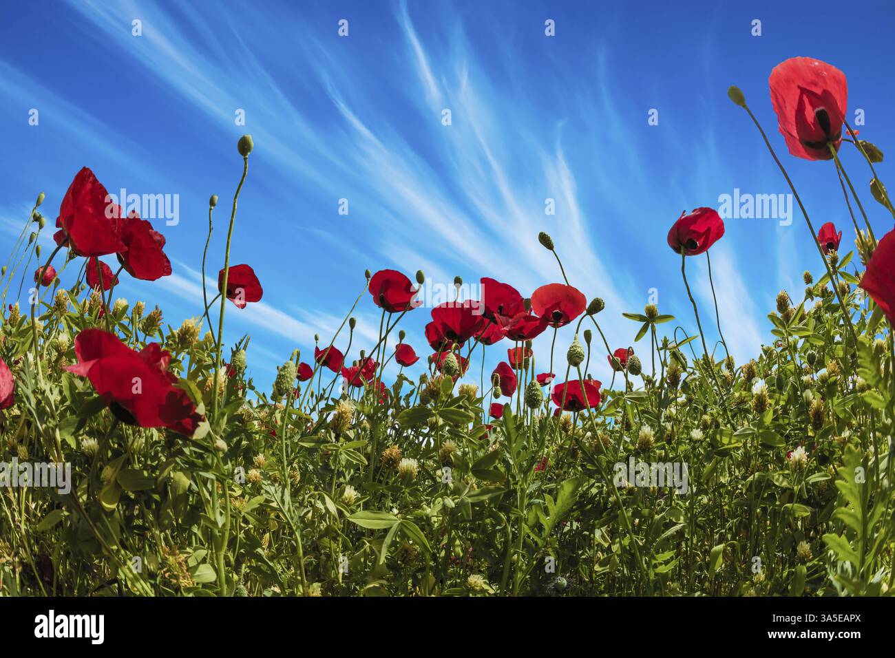 Early spring in Israel. Concept of ecological and rural tourism. Field ...