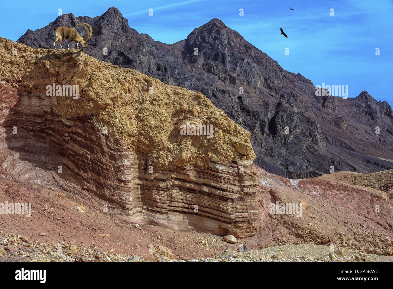 Multi-colored mountains of Eilat, Israel. Warm January day. Black ...