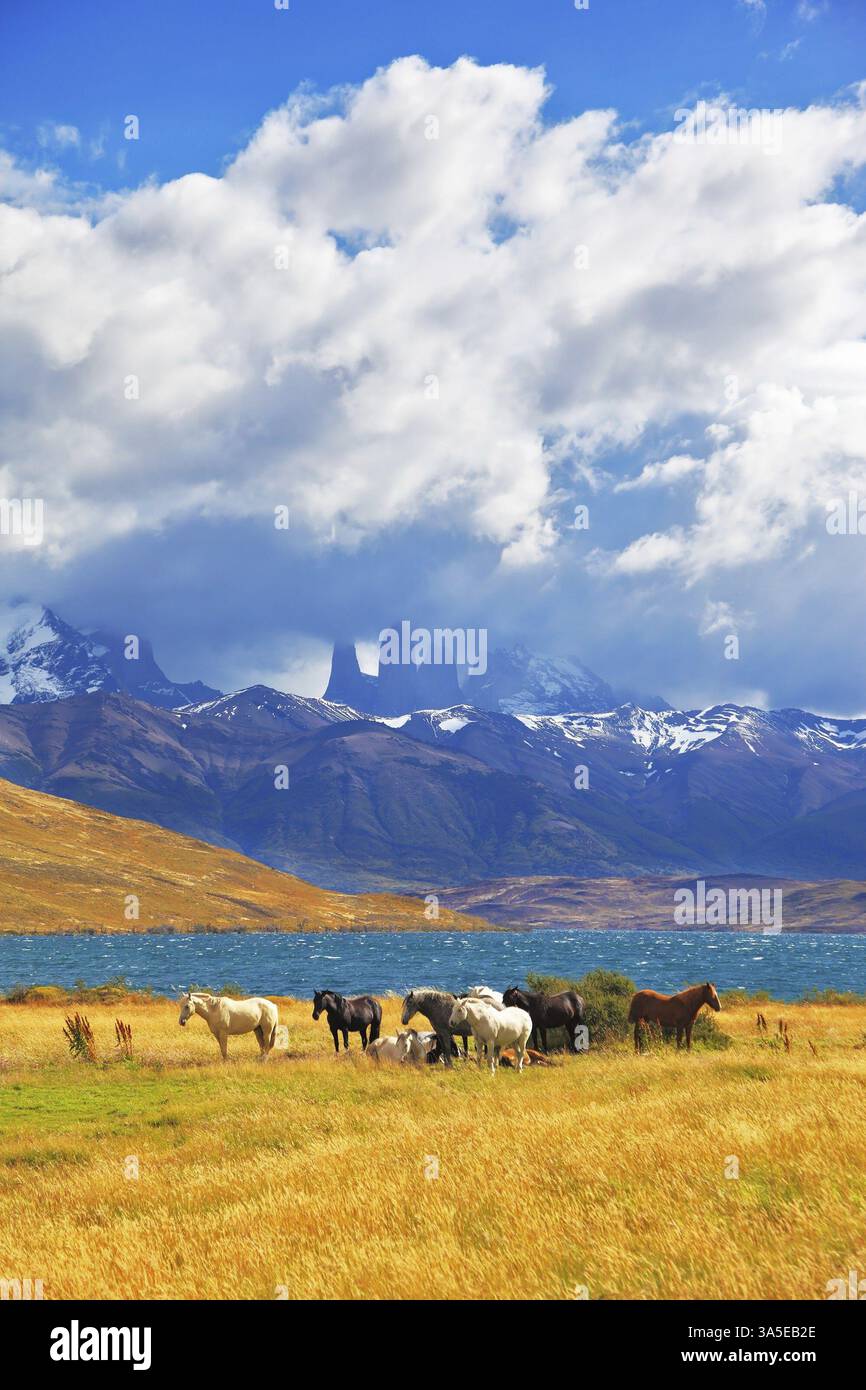 Beautiful thoroughbred horse grazing in a meadow near the lake. On the ...