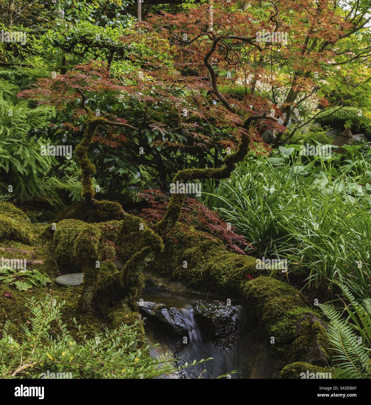 Quiet Japanese garden. Scenic decorative park Butchart Gardens on ...