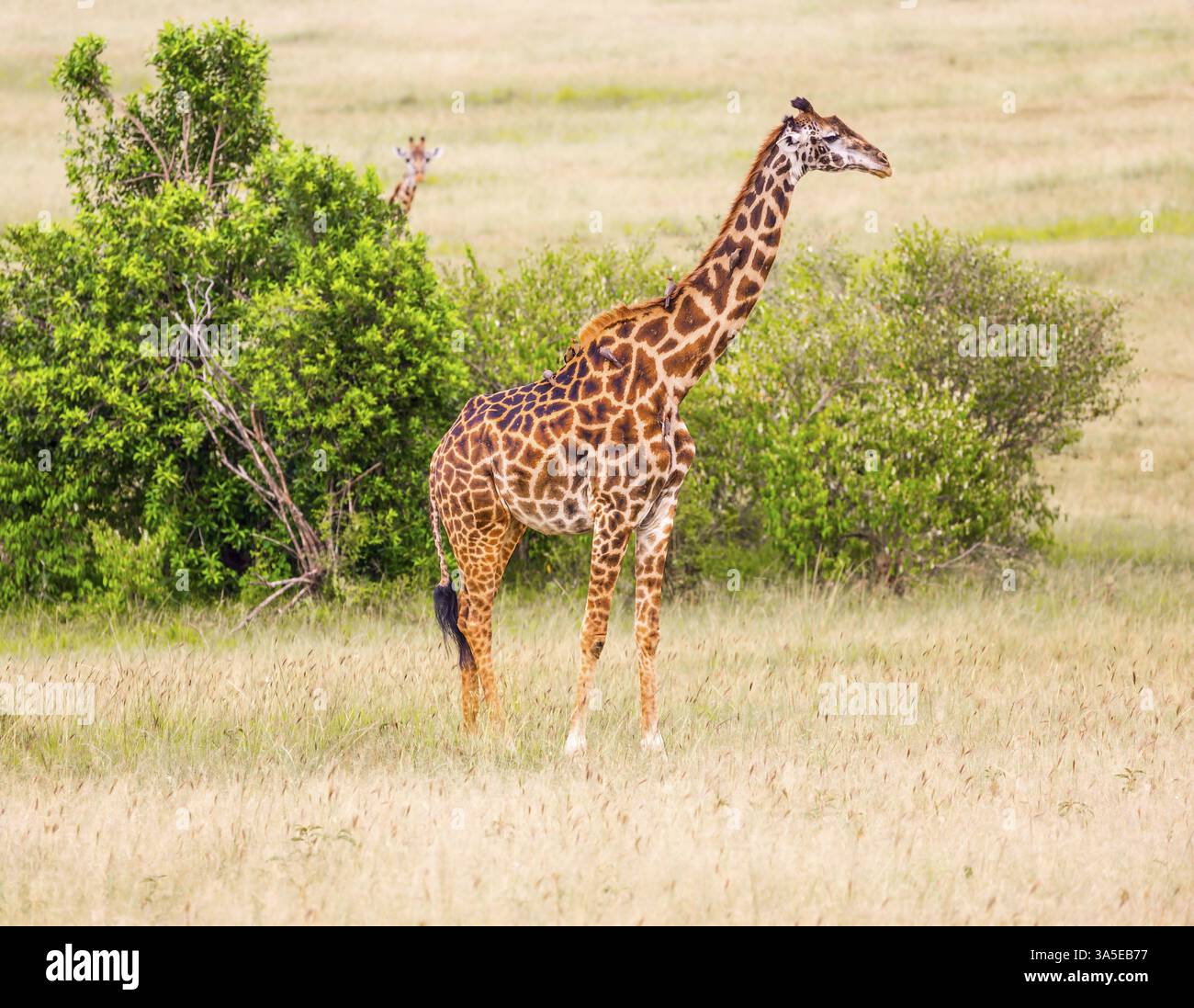 Giraffe with small horns and a beautiful spotted skin in african ...