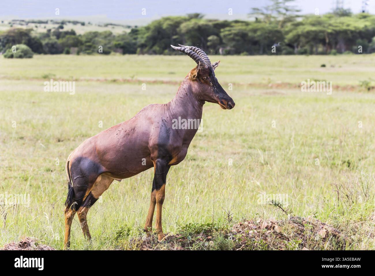 Africa, Kenya. Safari - tour to the famous Kenyan reserve Masai Mara ...