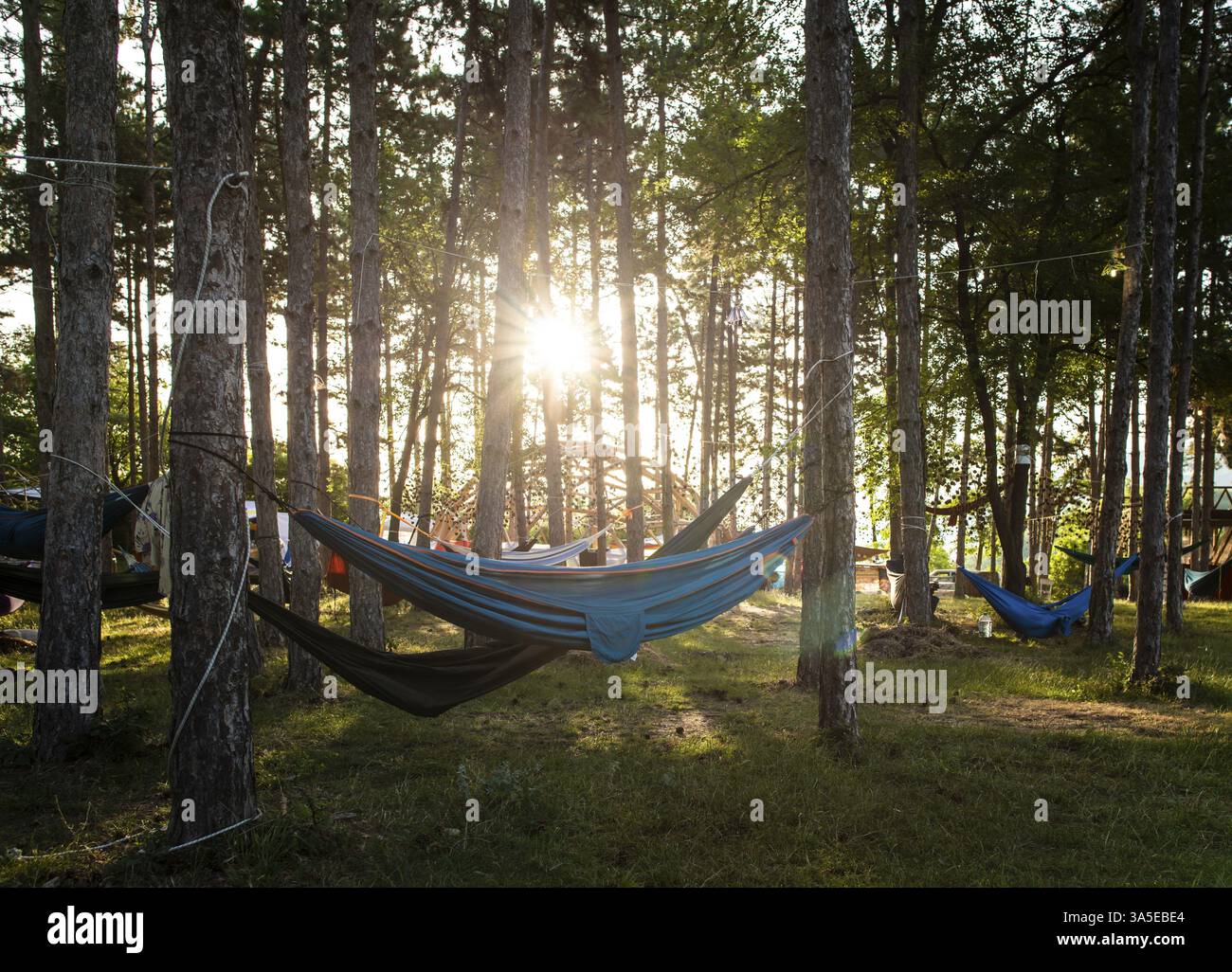 Hammocks on trees in the forest. Sunshine morning in the forest. Many ...