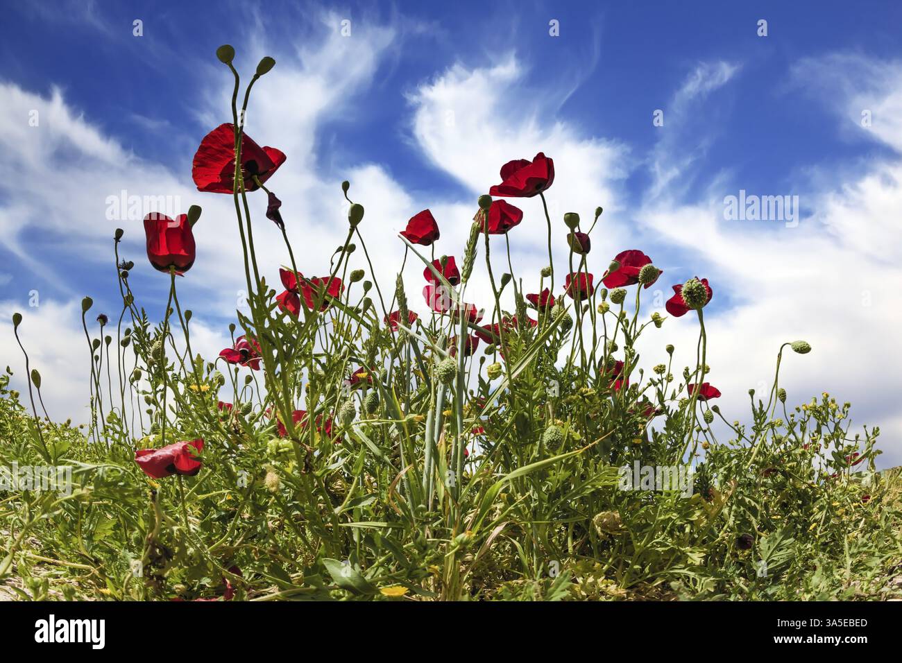 Early spring in Israel. Anemones of the family of buttercup. Fresh wind ...