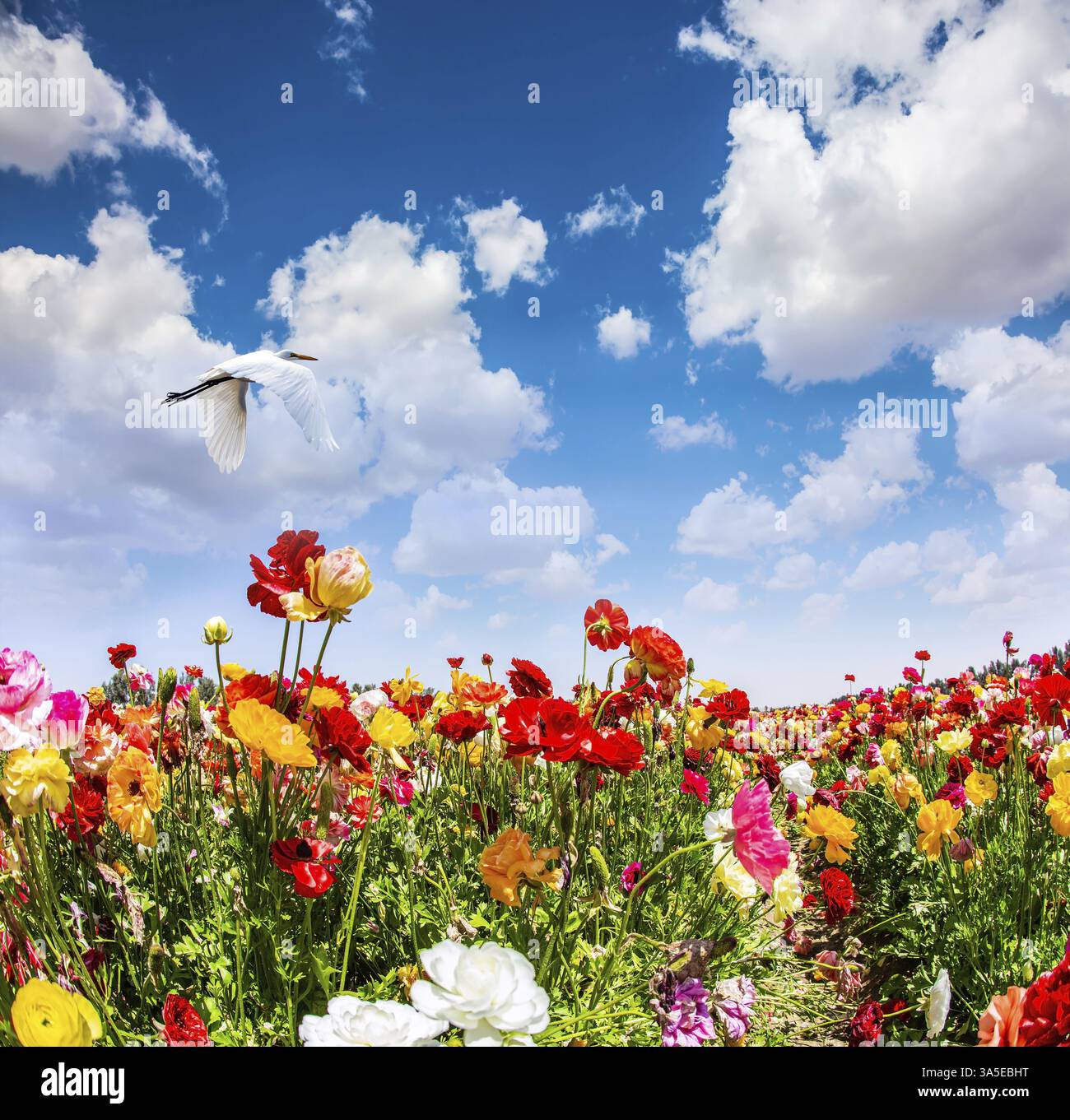 Spring in Israel. Beautiful multi-colored garden buttercups grow in a ...