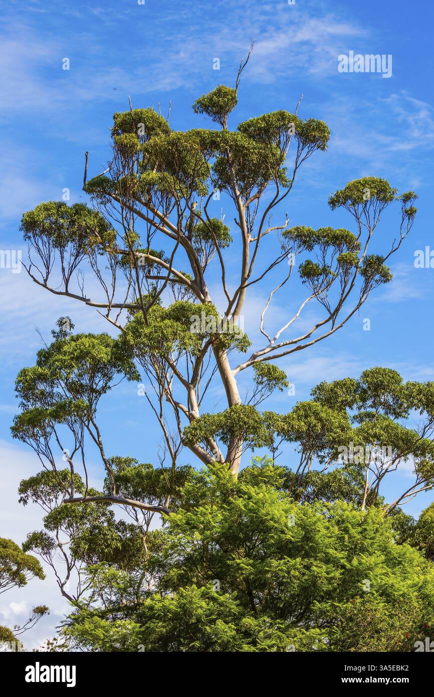Exotic umbrella Scheffler tree in New Zealand. The concept of active ...
