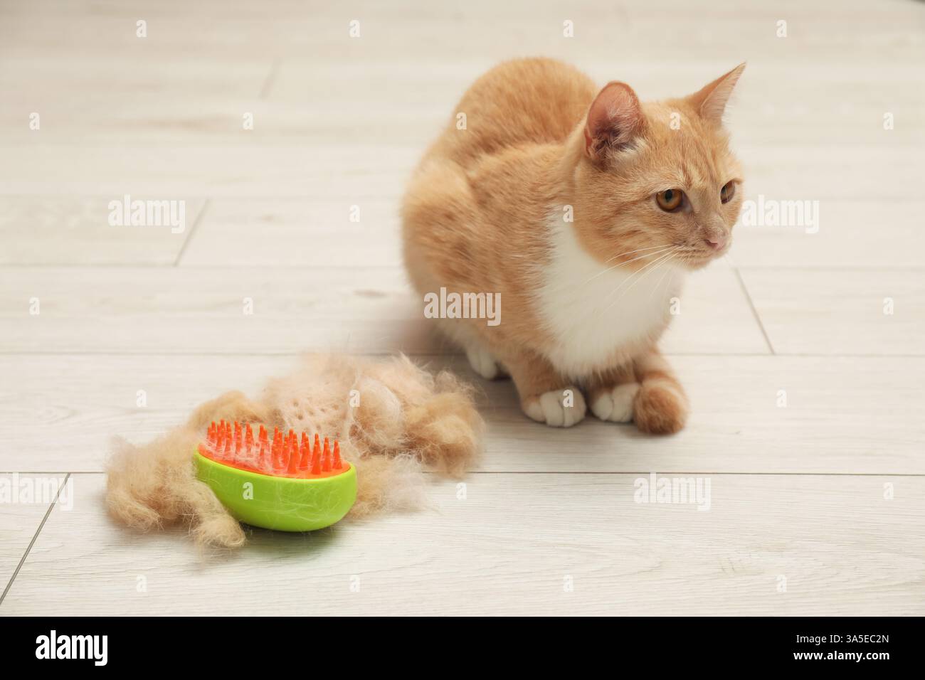 Cute ginger cat, brush and pile of pet's hair on floor Stock Photo - Alamy