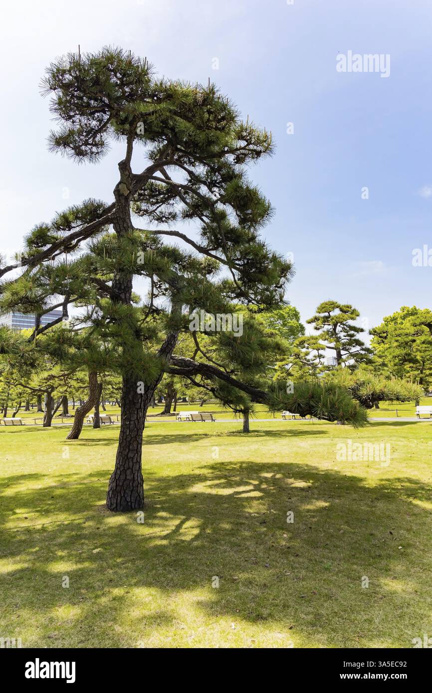 Beautiful park on the palace square. Palace of the Emperor of Japan ...