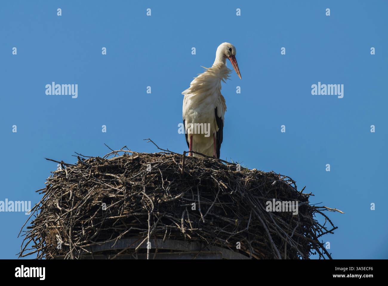 Spring bird nest hi-res stock photography and images - Alamy