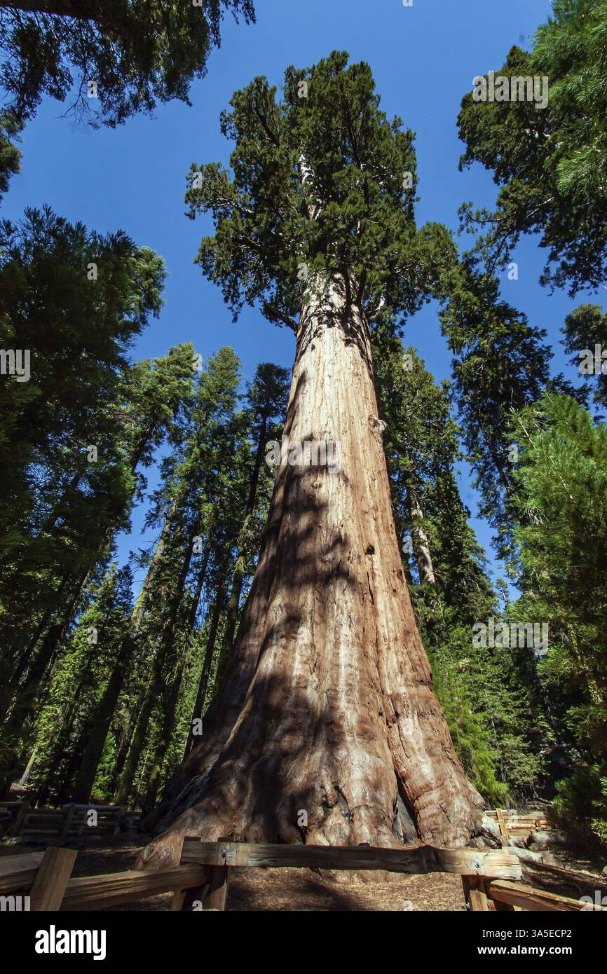 America. Sequoia Park in California, USA. The great tree. The largest ...
