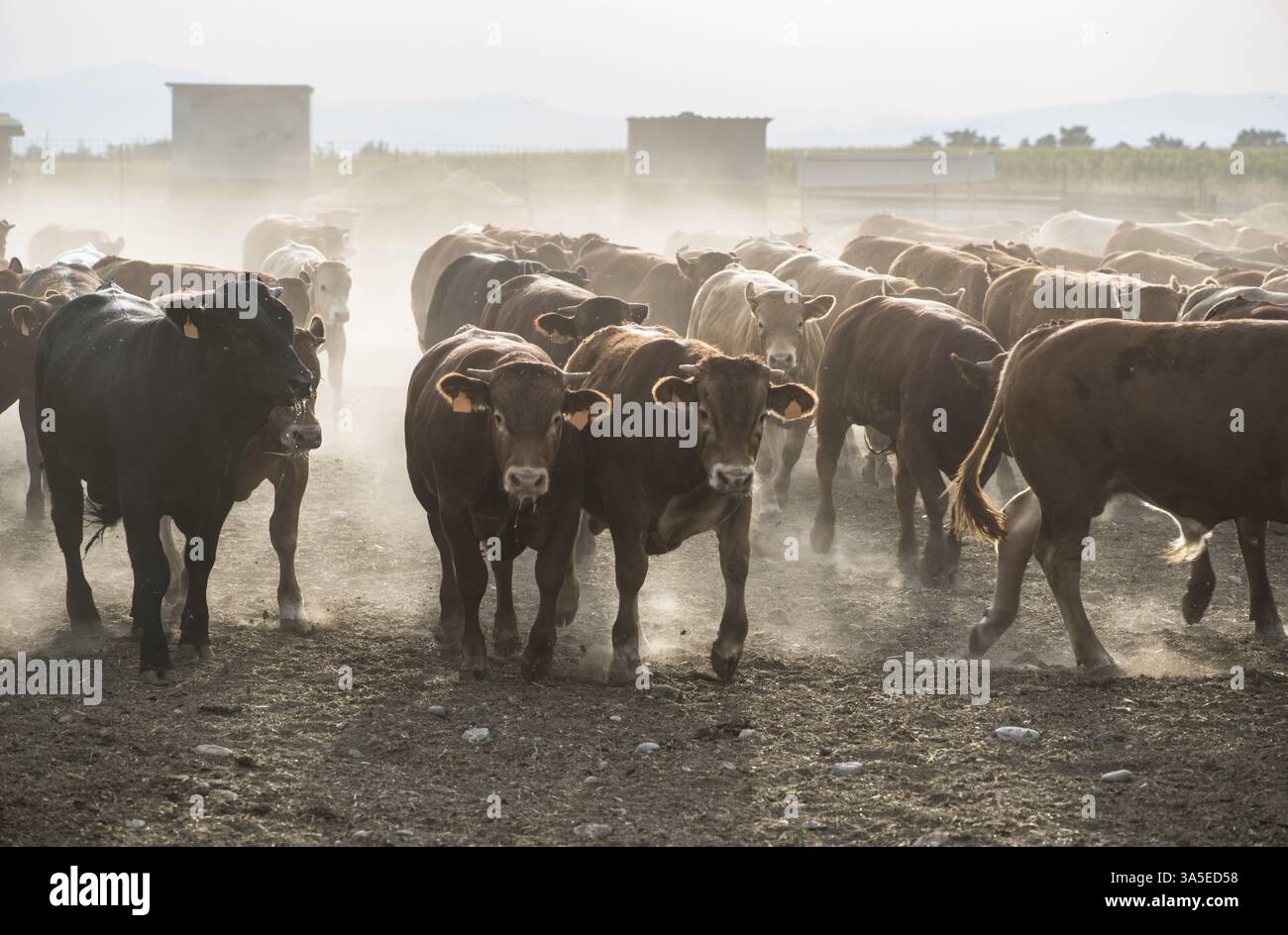 Bulls in a farm. Buildings and fences Stock Photo - Alamy