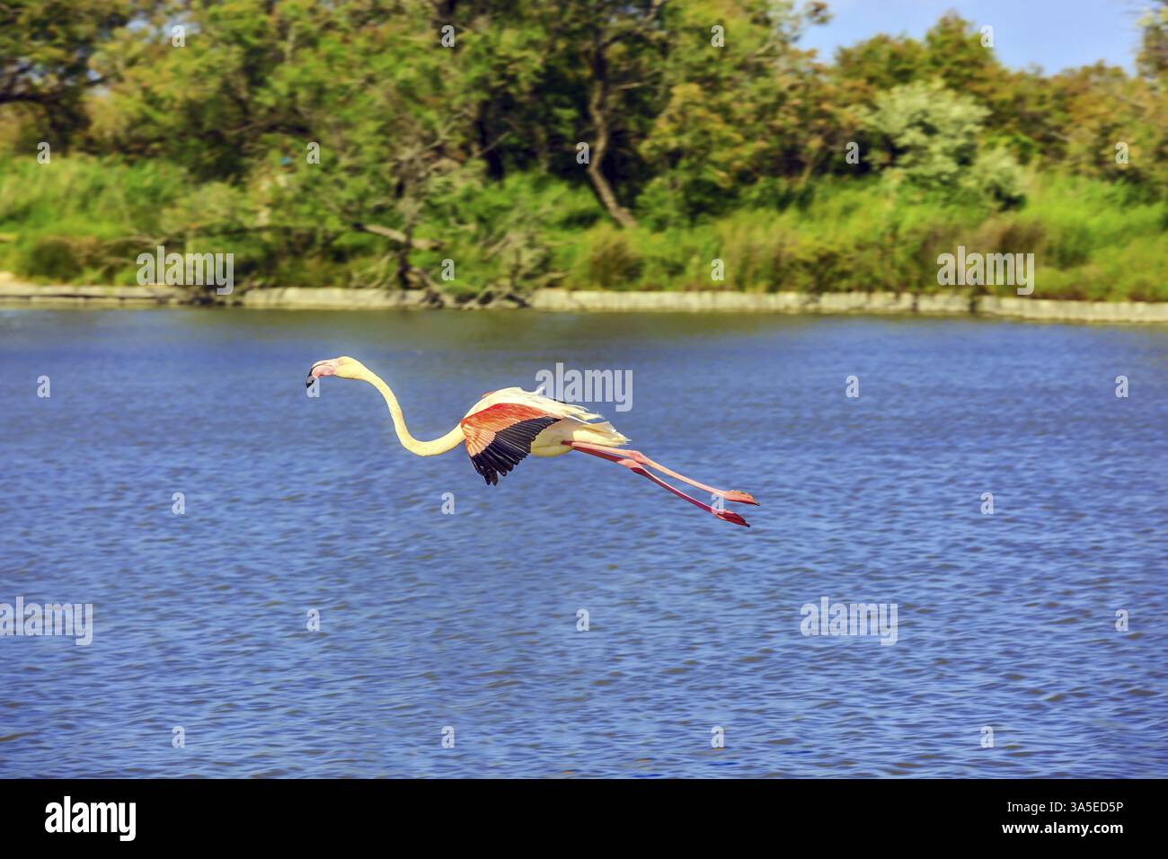 Pink flamingos flies over the water. Sunset National Park in Camargue ...