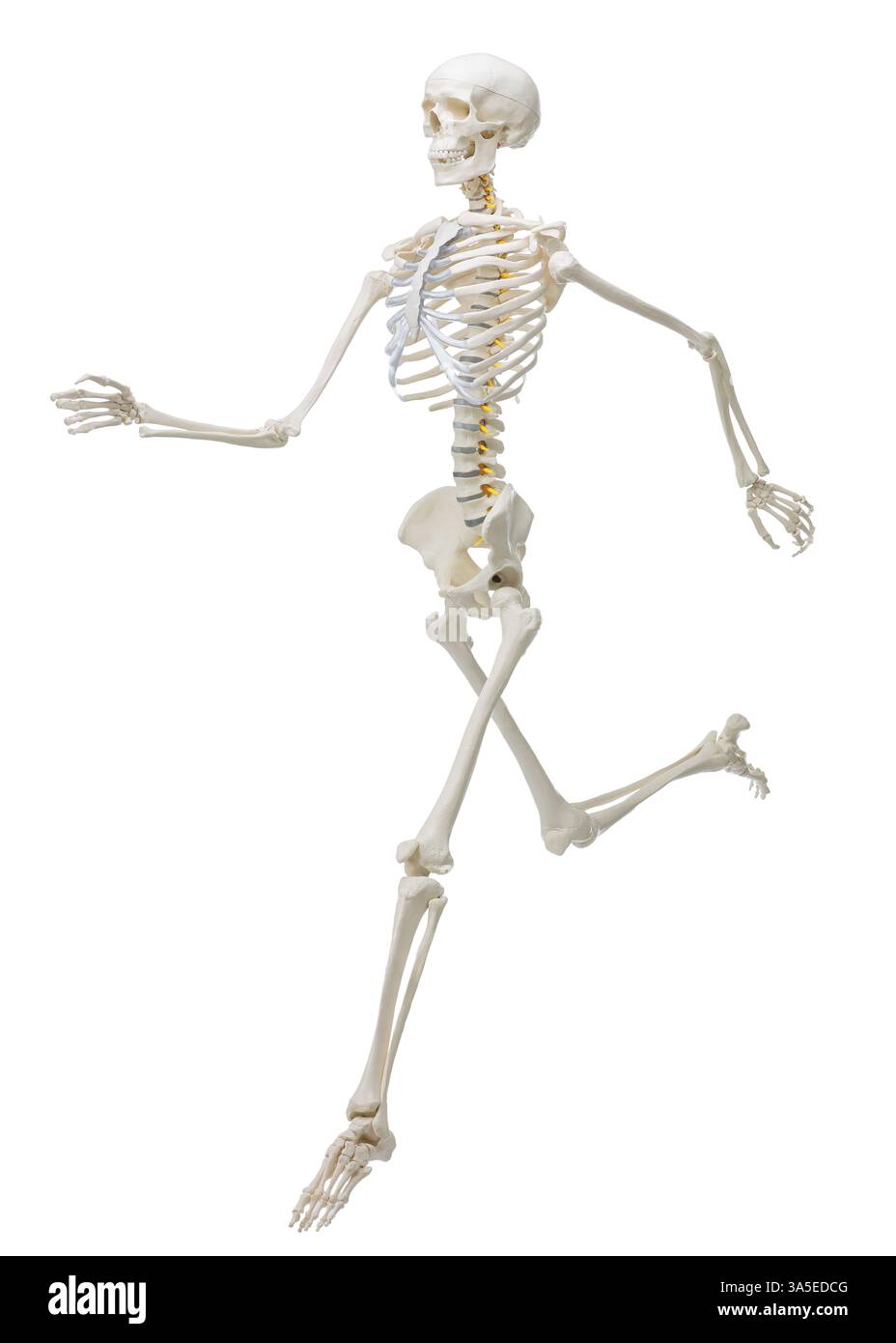 Artificial human skeleton model isolated on white Stock Photo - Alamy