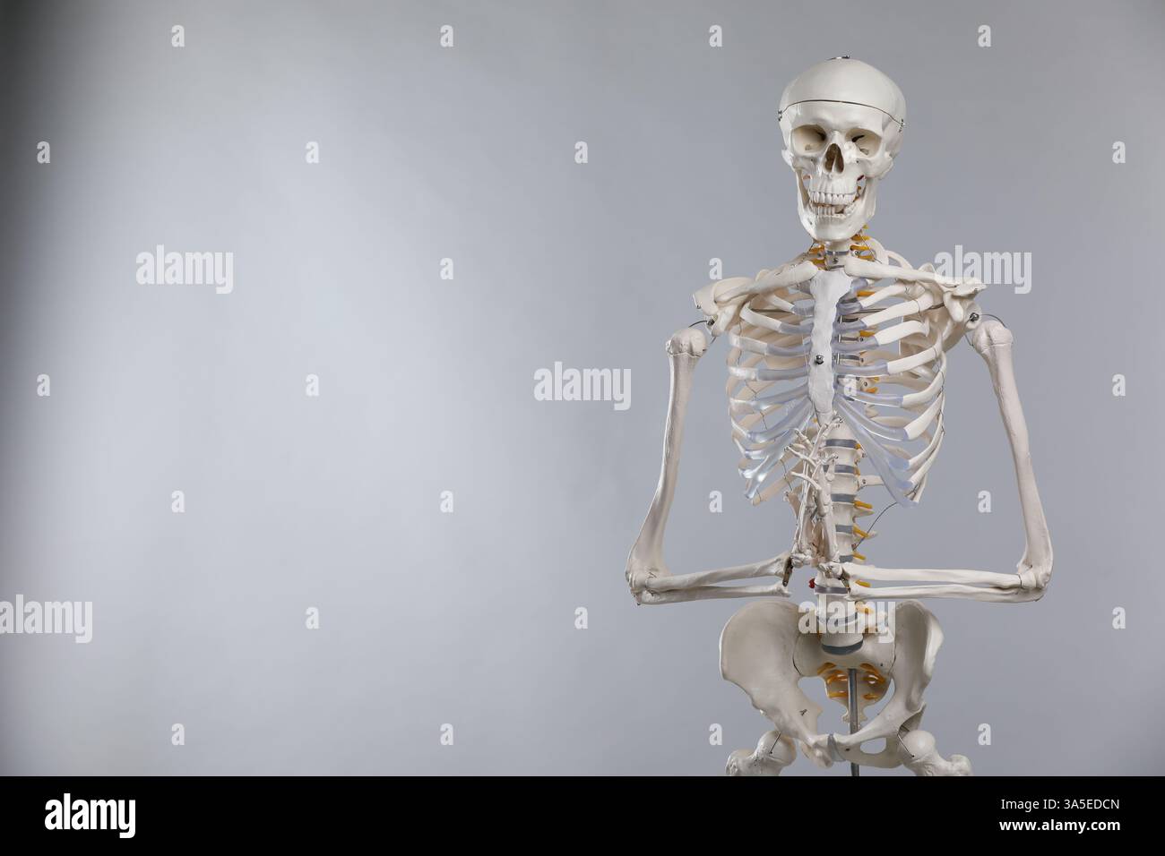 Artificial human skeleton model on gray background, space for text ...