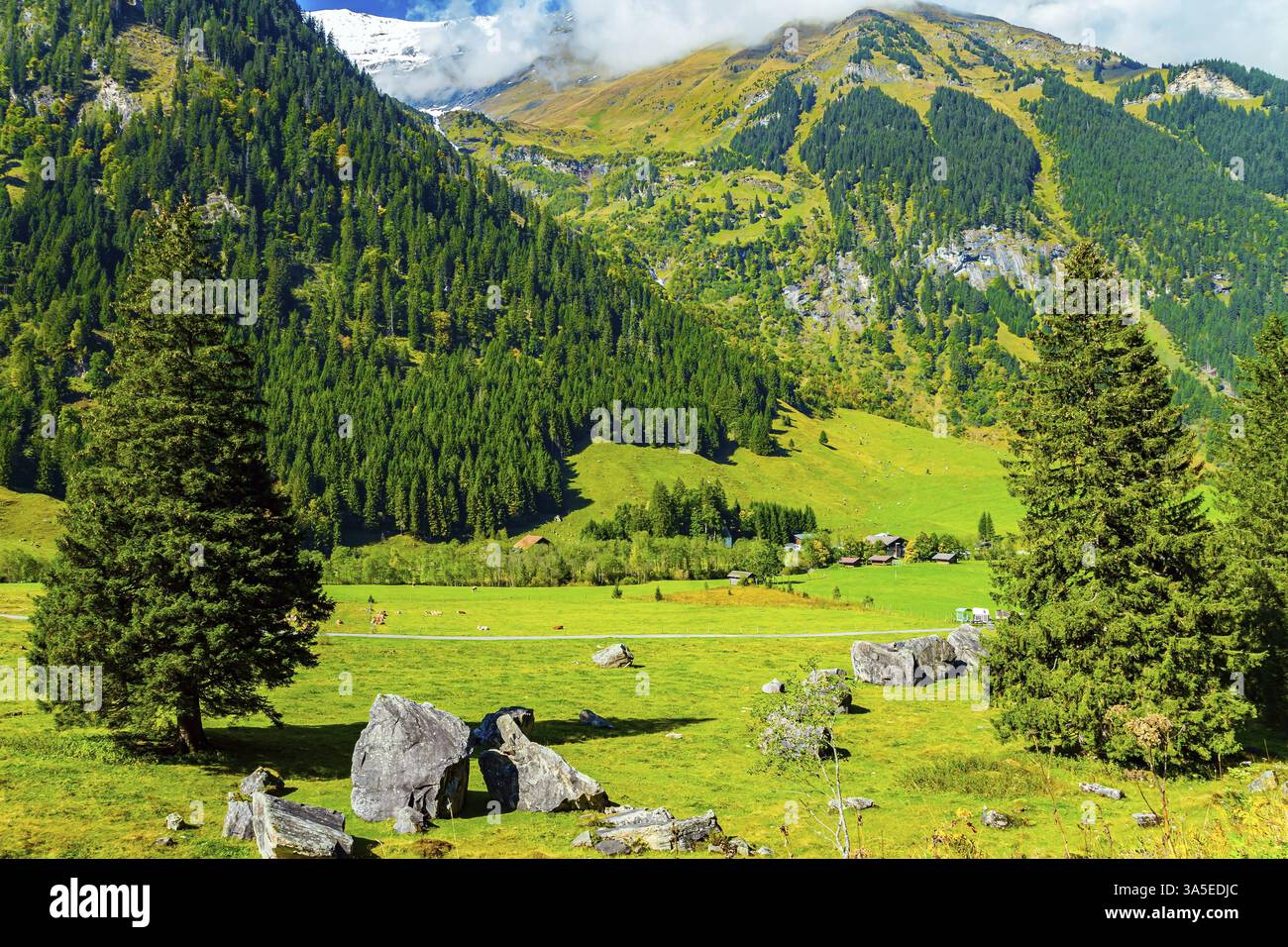 Austria. Flowering alpine meadows and forested mountains of the Hohe ...