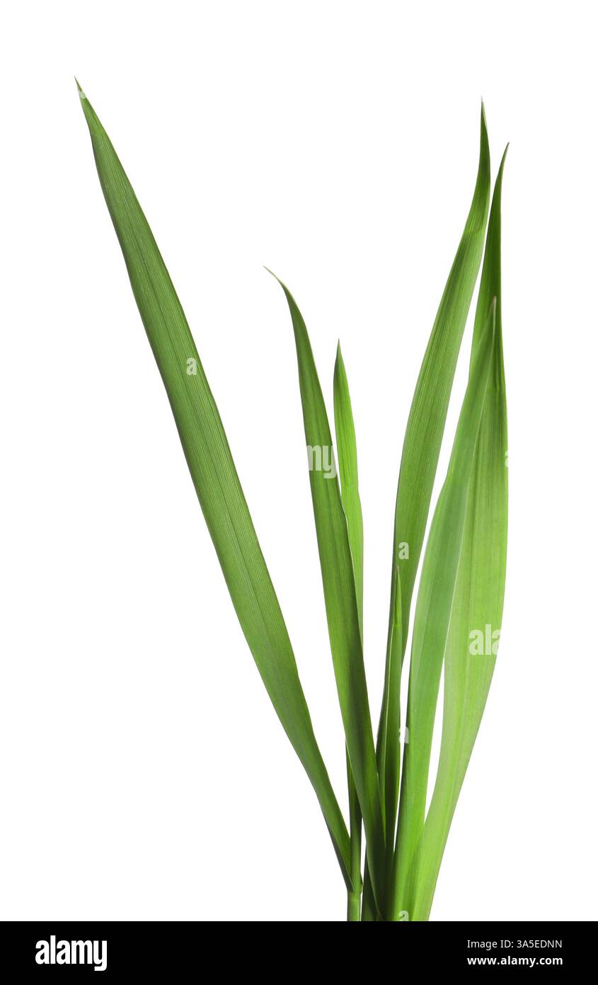 Blades of green grass isolated on white Stock Photo - Alamy