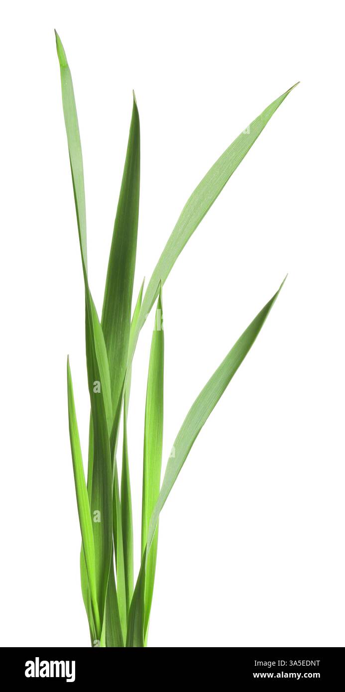 Blades of green grass isolated on white Stock Photo - Alamy