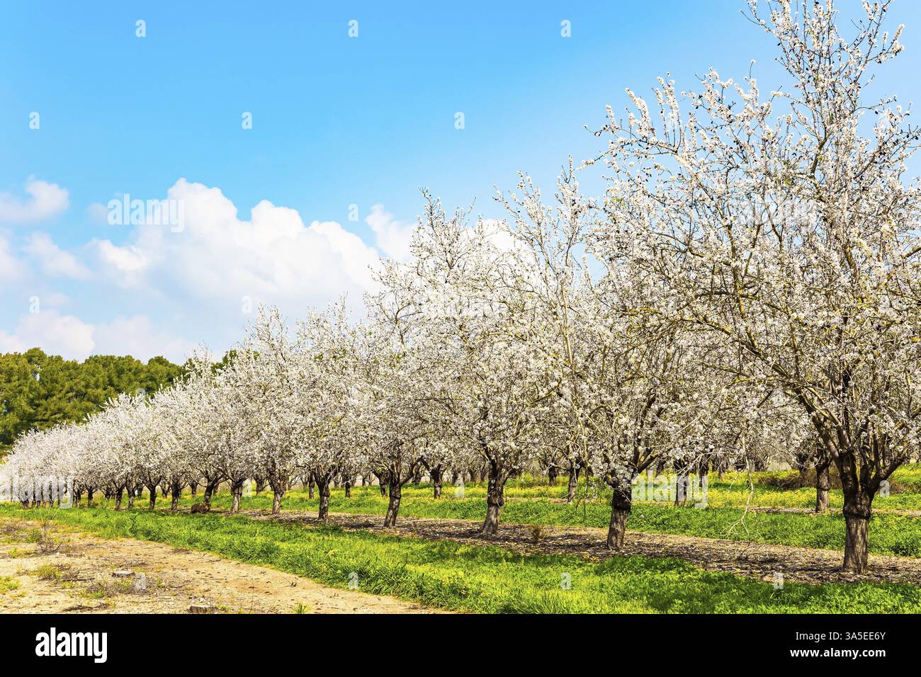 Israeli spring comes in February. Almond trees grow in even rows ...