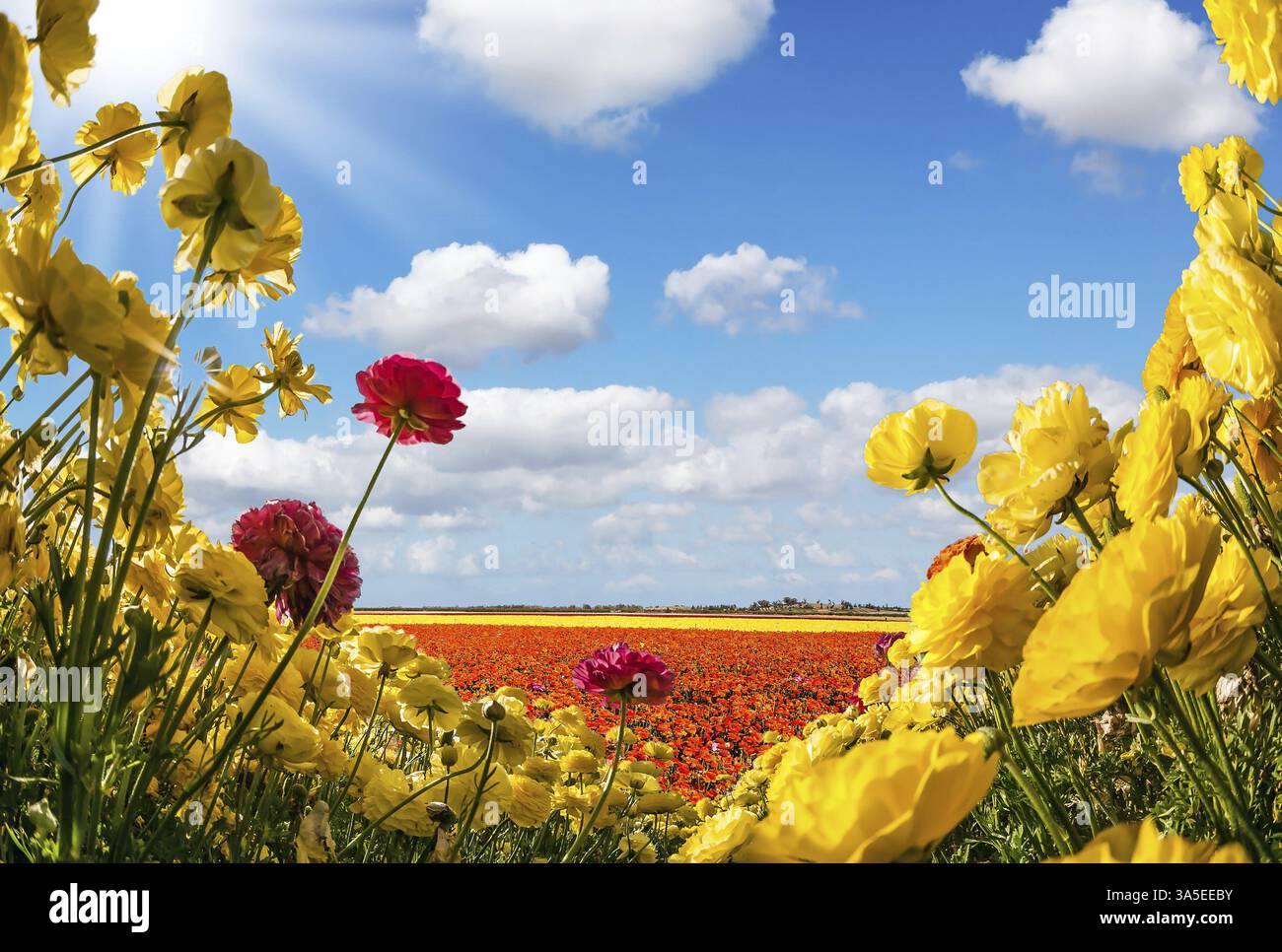 The southern warm sun illuminates the flower fields of red and yellow ...