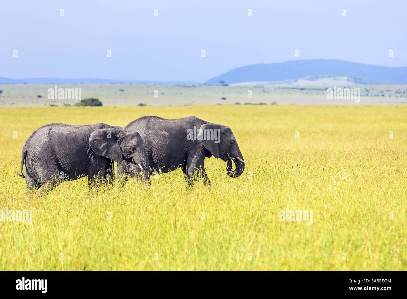 Pair of steppe elephants. The famous Masai Mara Reserve in Kenya ...