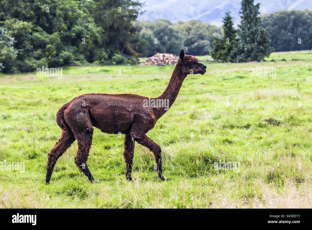 Animal breeding farm for meat and wool. Charming brown llama after a ...