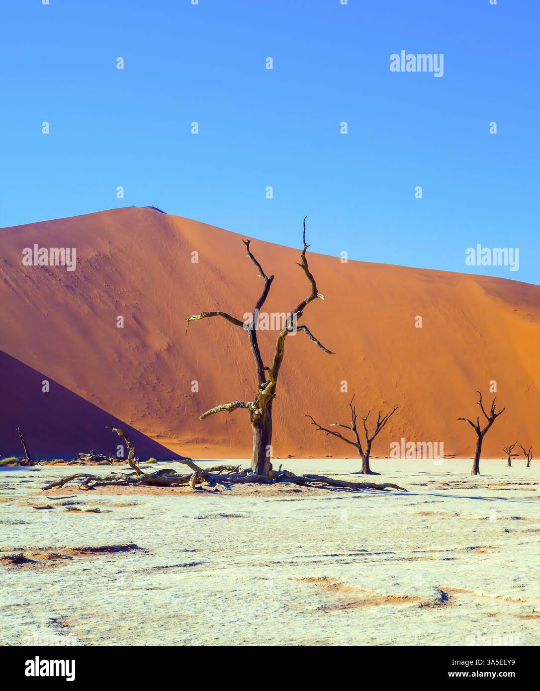 Dead lake with dead trees. Yellow-red dunes and ringing silence. Clay ...