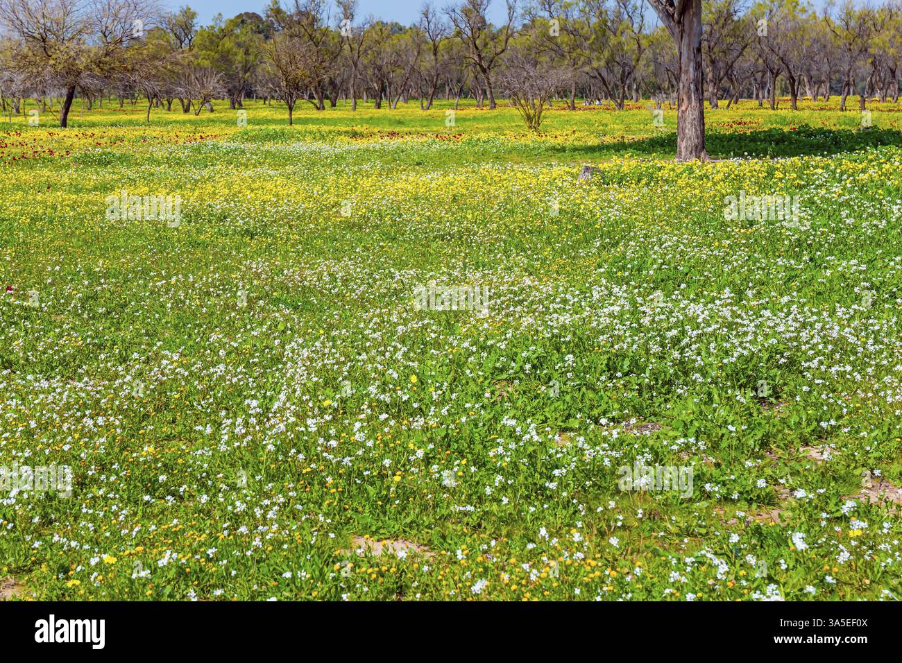 Spring festival in Kibbutz Beeri on the border with the Gaza Strip ...