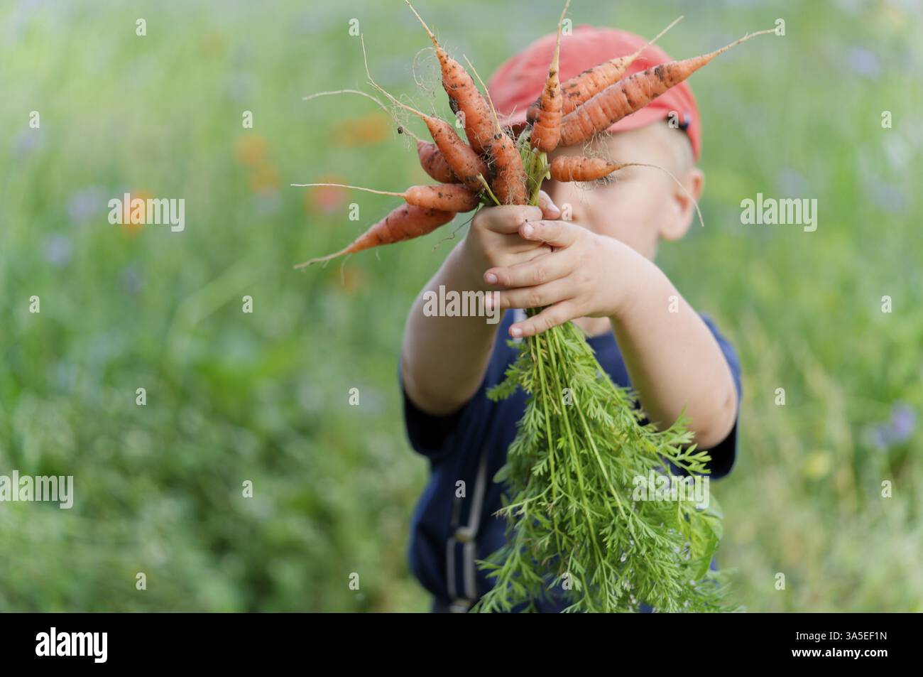 A boy in a field with carrots in his hand. Germany. diet, children ...