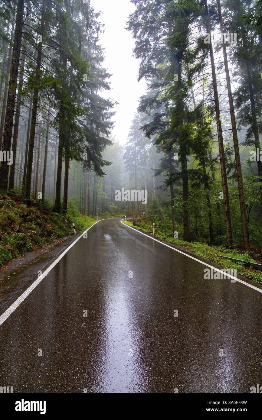 Schwarzwald. October in Germany. The first autumn rain. The smooth ...