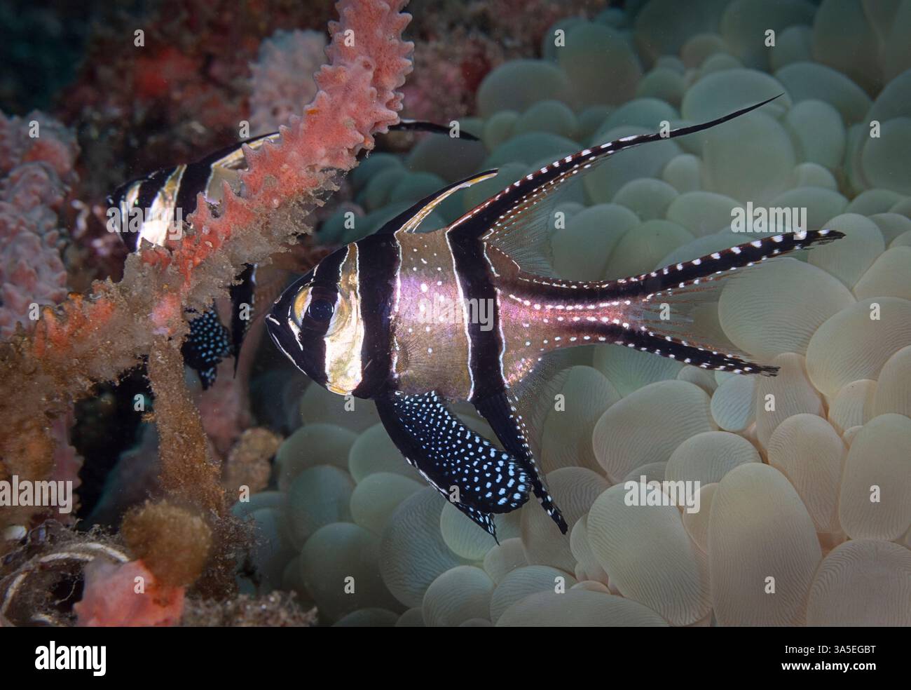 Eye level with a Banggai Cardinalfish (Pterapogon kauderni). Soft coral ...