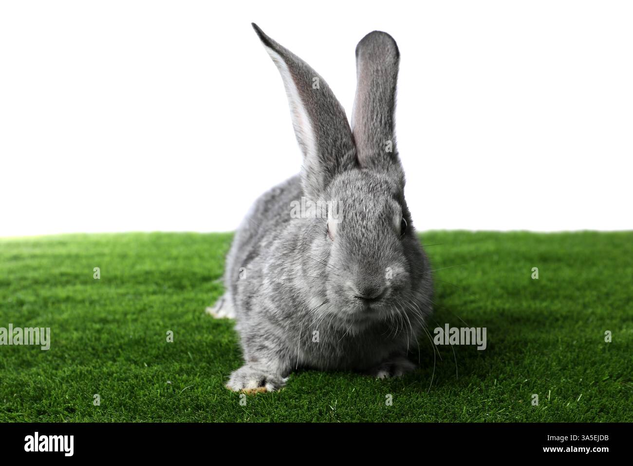 Fluffy grey rabbit on green grass against white background Stock Photo ...