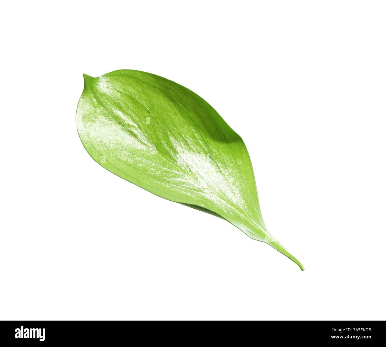 One fresh green Ruscus leaf isolated on white Stock Photo - Alamy