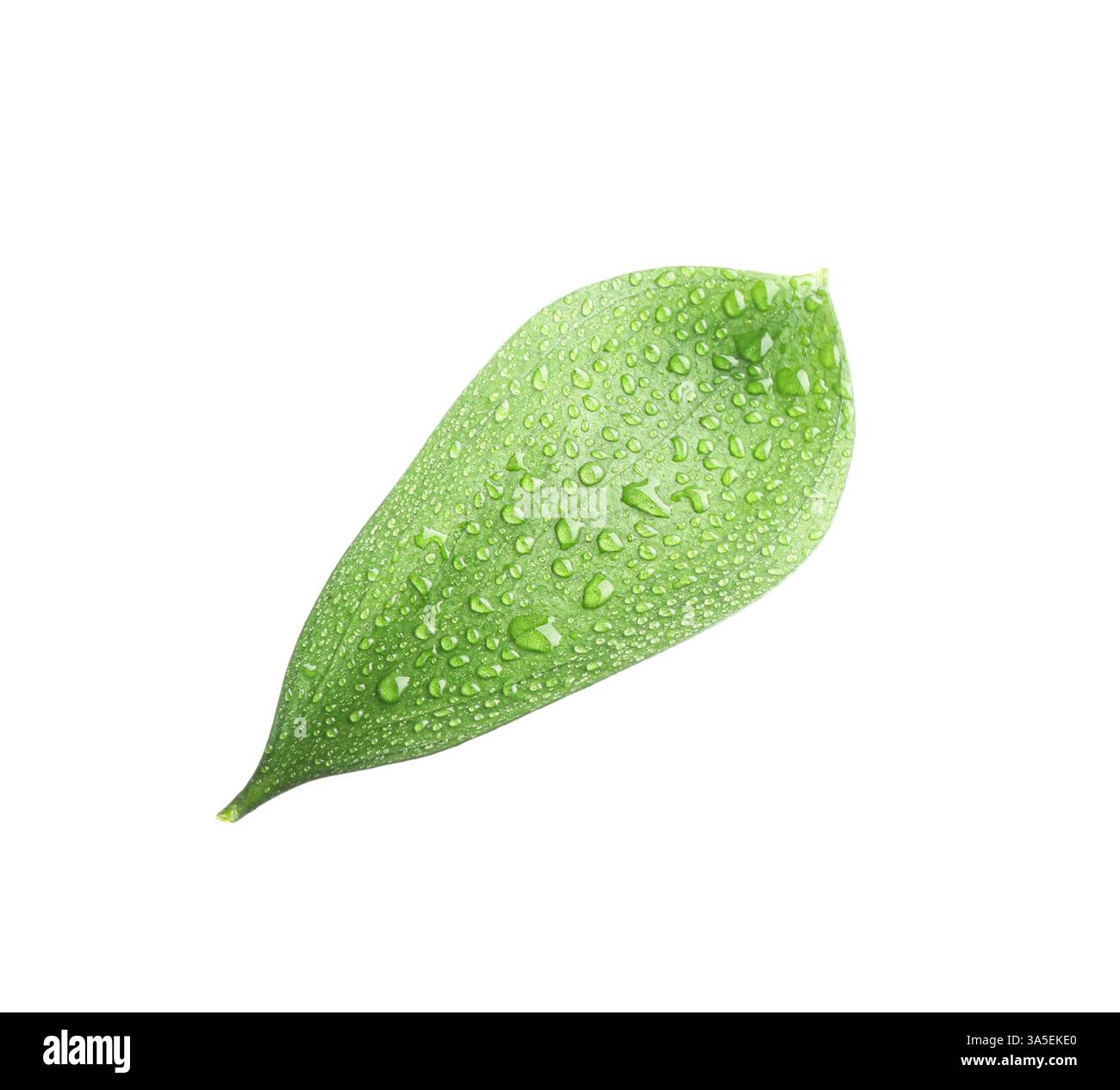 One Ruscus leaf with water drops isolated on white Stock Photo - Alamy